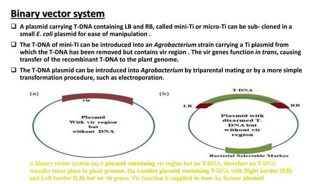 Agarobacterium tumefaciens based ti plasmid vectors | PPTX