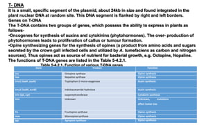 Agarobacterium tumefaciens based ti plasmid vectors | PPTX