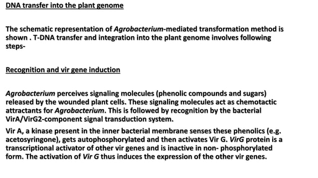 Agarobacterium tumefaciens based ti plasmid vectors | PPTX
