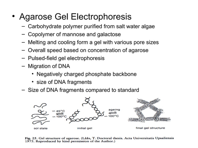 Agarose Gel | PPT