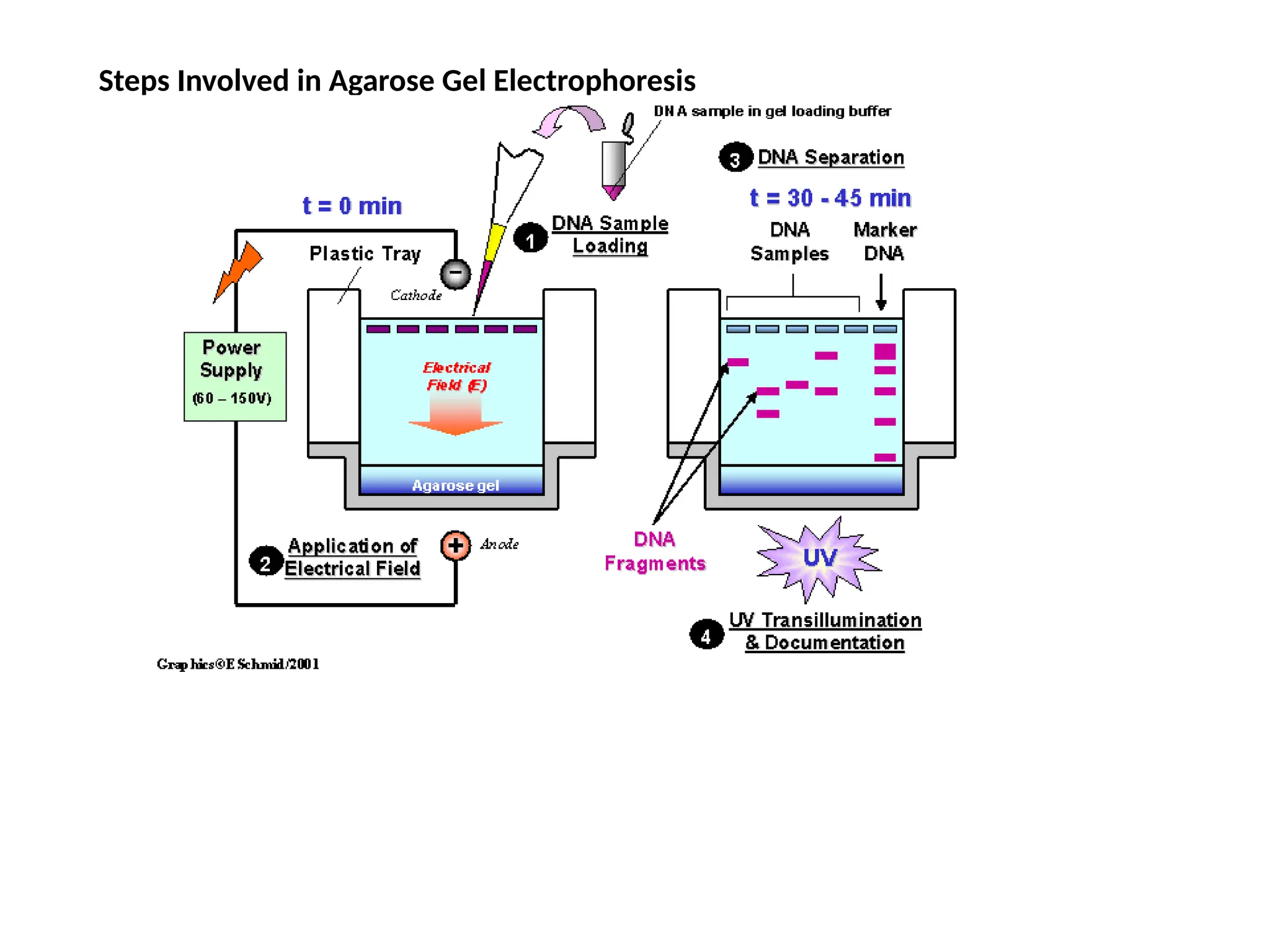 Agarose gel electrophoresis technology.pptx
