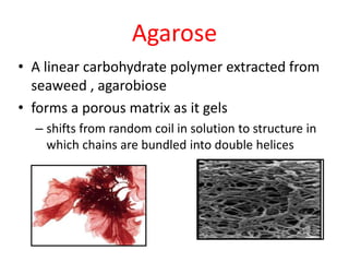 Agarose electrophoresis | PPT