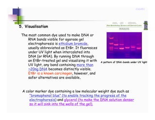 Agarose gel electrophoresis | PPT