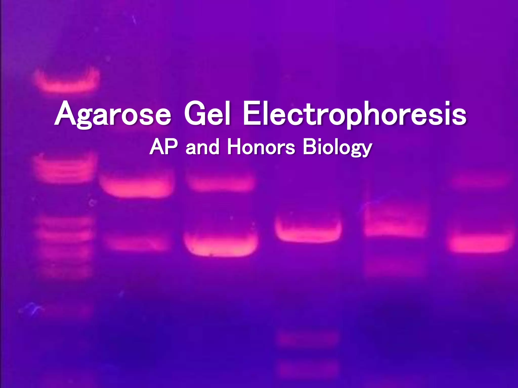 Agarose gel electrophoresis | PPTX