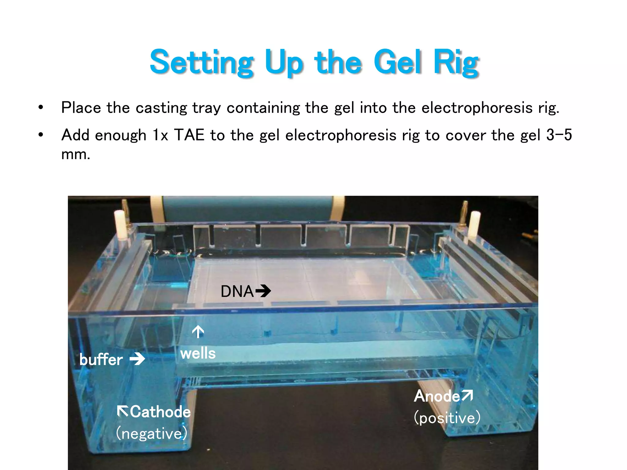 Agarose gel electrophoresis | PPTX