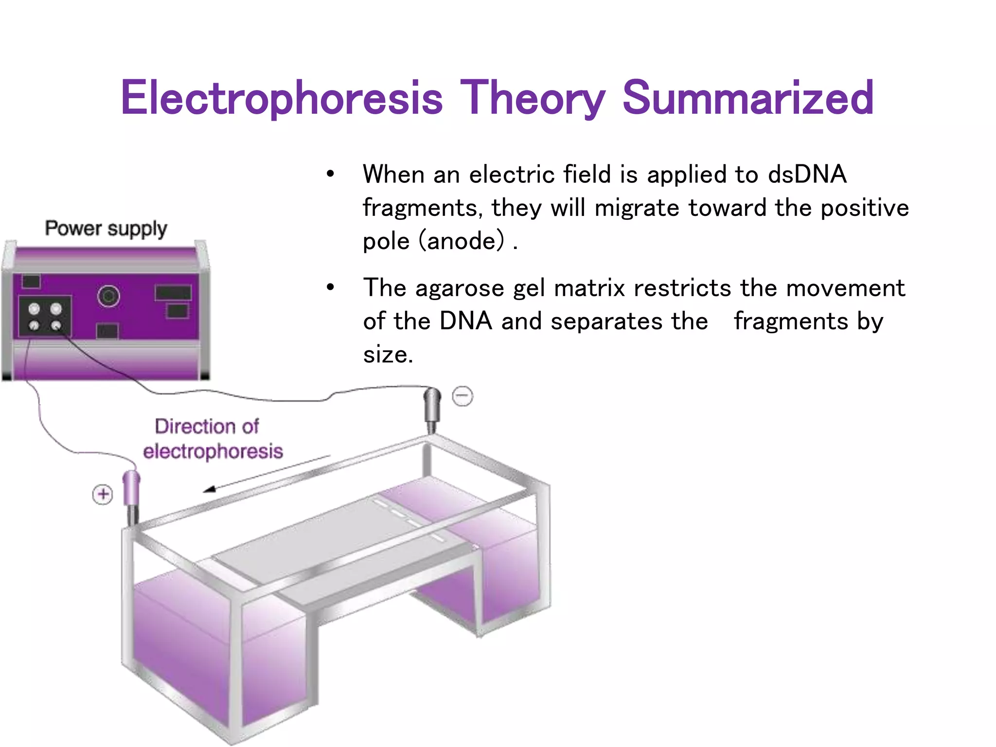 Agarose gel electrophoresis | PPTX