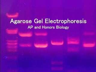Agarose gel electrophoresis | PPTX