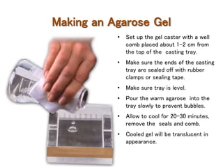 Agarose gel electrophoresis | PPTX