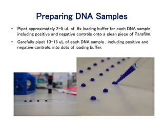 Agarose gel electrophoresis | PPTX