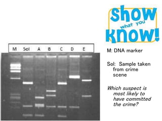 Agarose gel electrophoresis | PPTX