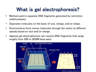 Agarose gel electrophoresis | PPTX