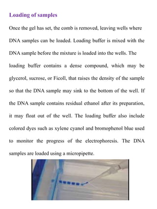 Agarose gel electrophoresis | PPTX