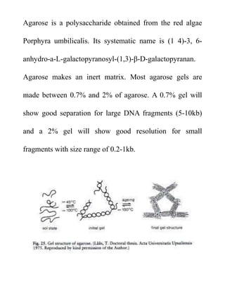 Agarose gel electrophoresis | PPTX