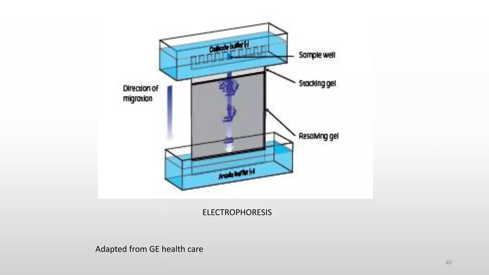 Agarose gel electrophoresis and western blotting | PPT