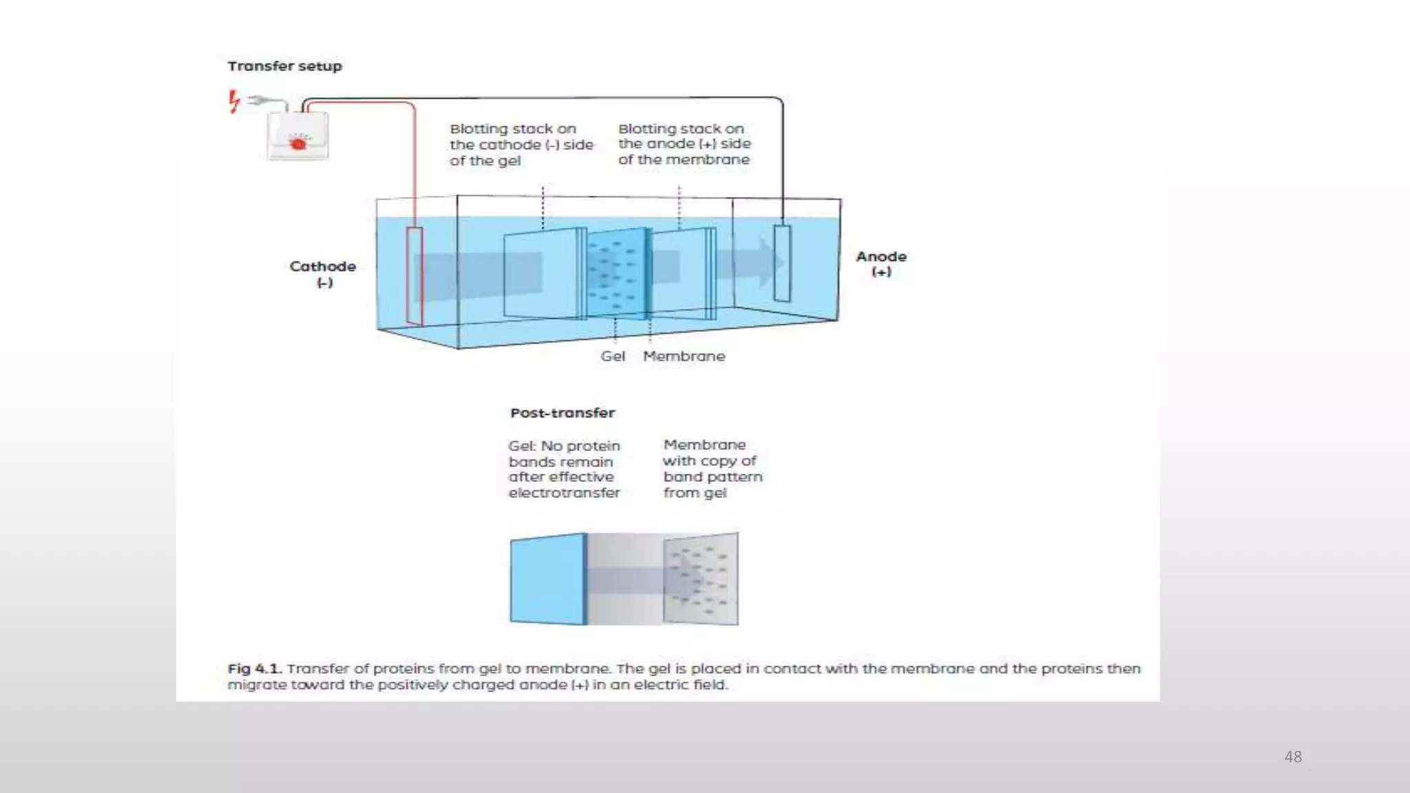 Agarose gel electrophoresis and western blotting | PPT