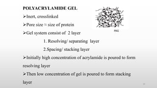 Agarose gel electrophoresis and western blotting | PPTX