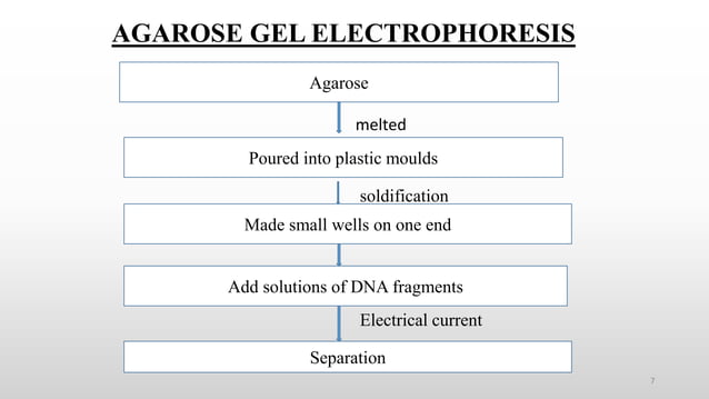 Agarose gel electrophoresis and western blotting | PPT
