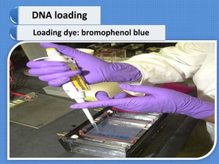 Agarose gel electrophoresis | PPT