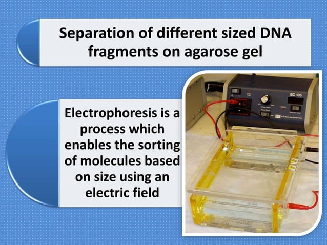 Agarose gel electrophoresis | PPT