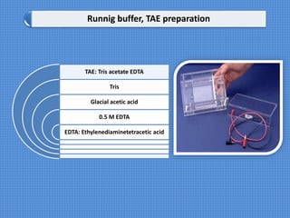 Agarose gel electrophoresis | PPT