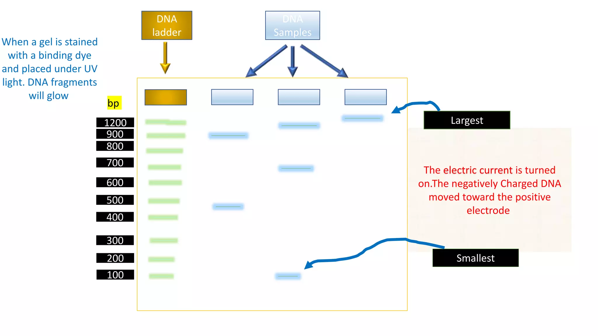 Agarose gel electrophoresis | PPTX