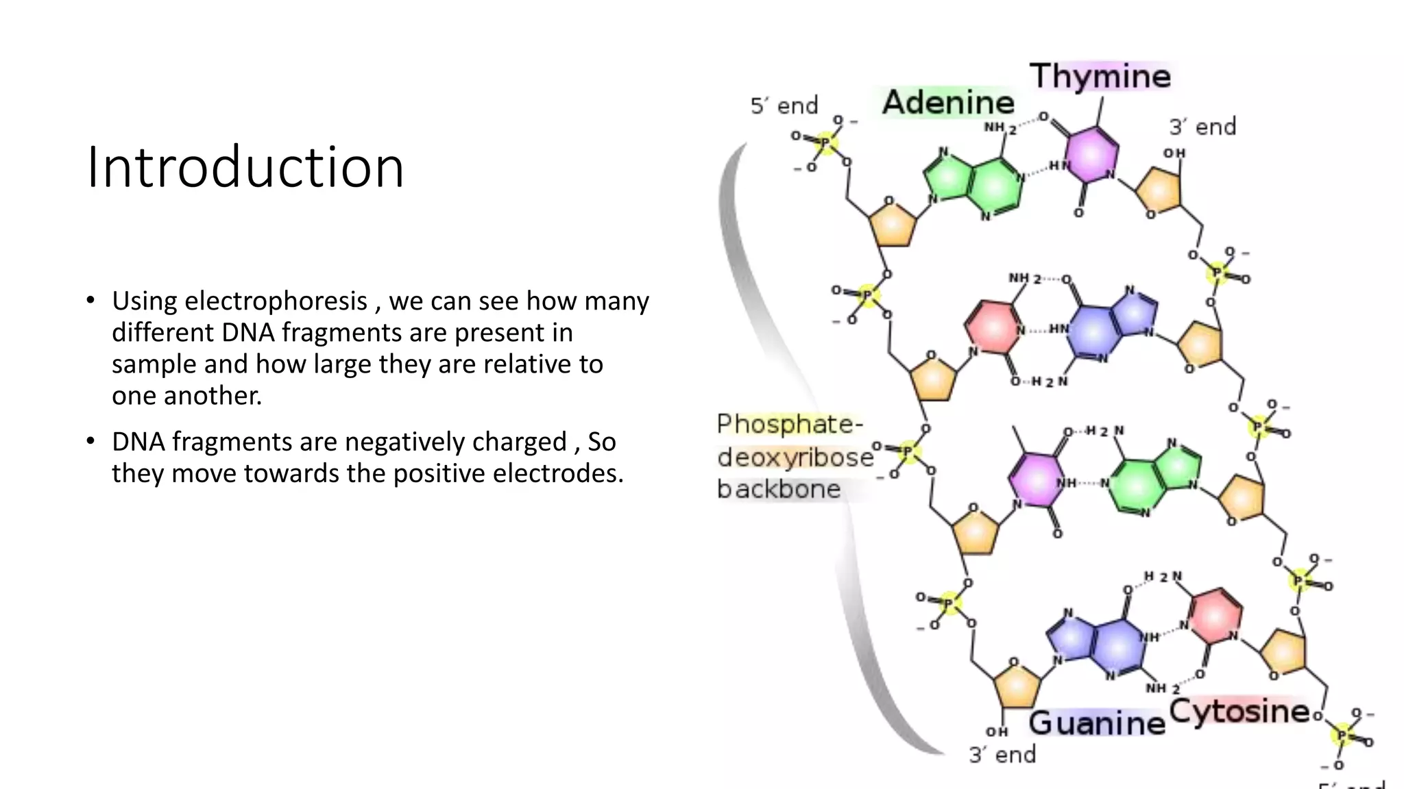 Agarose gel electrophoresis | PPTX