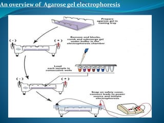 Agarose gel electrophoresis | PPTX