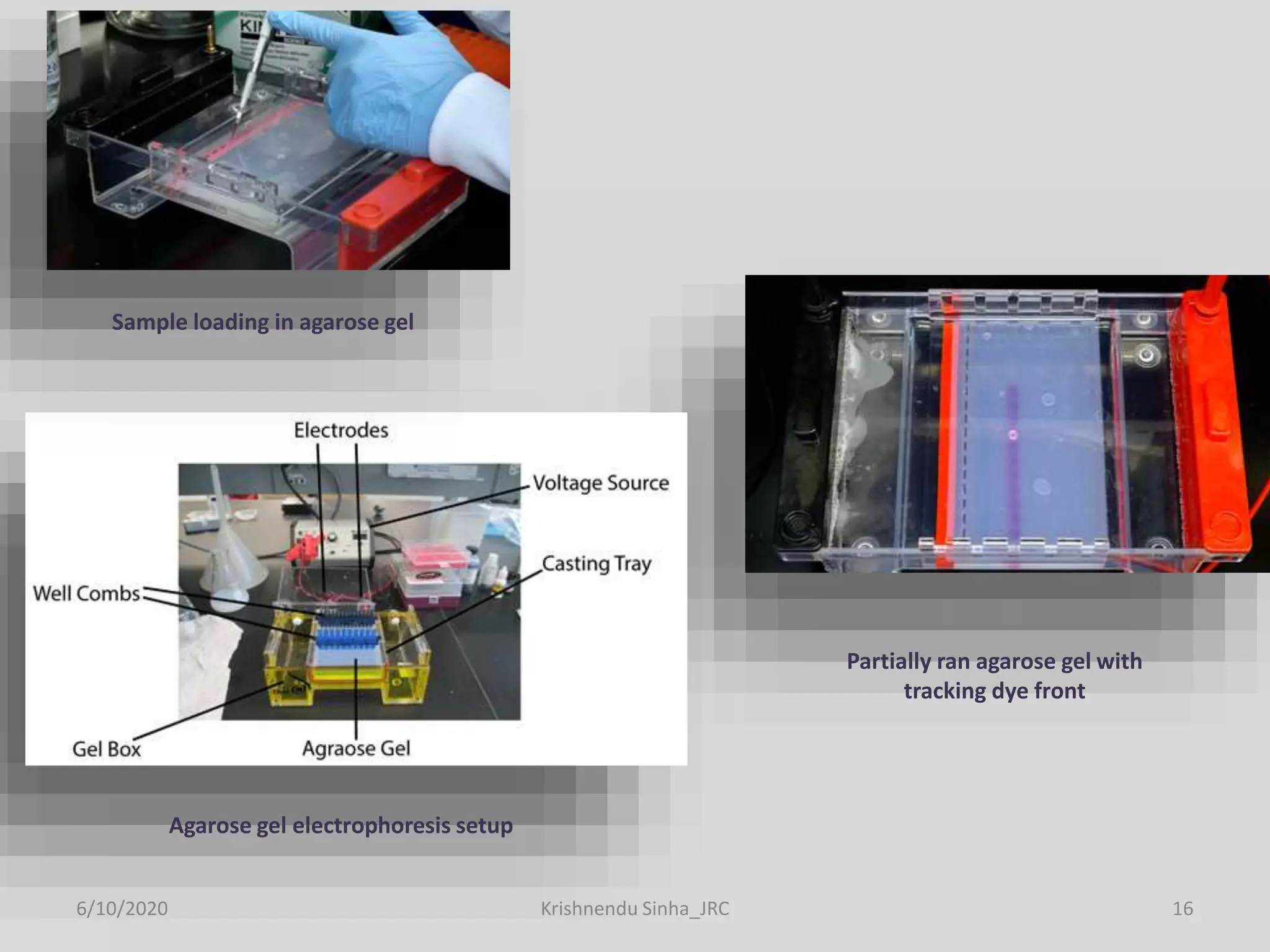 Agarose gel electrophoresis | PPTX