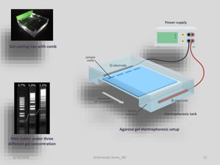 Agarose gel electrophoresis | PPTX