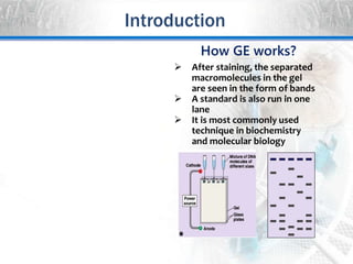 Agarose gel electrophoresis | PPT