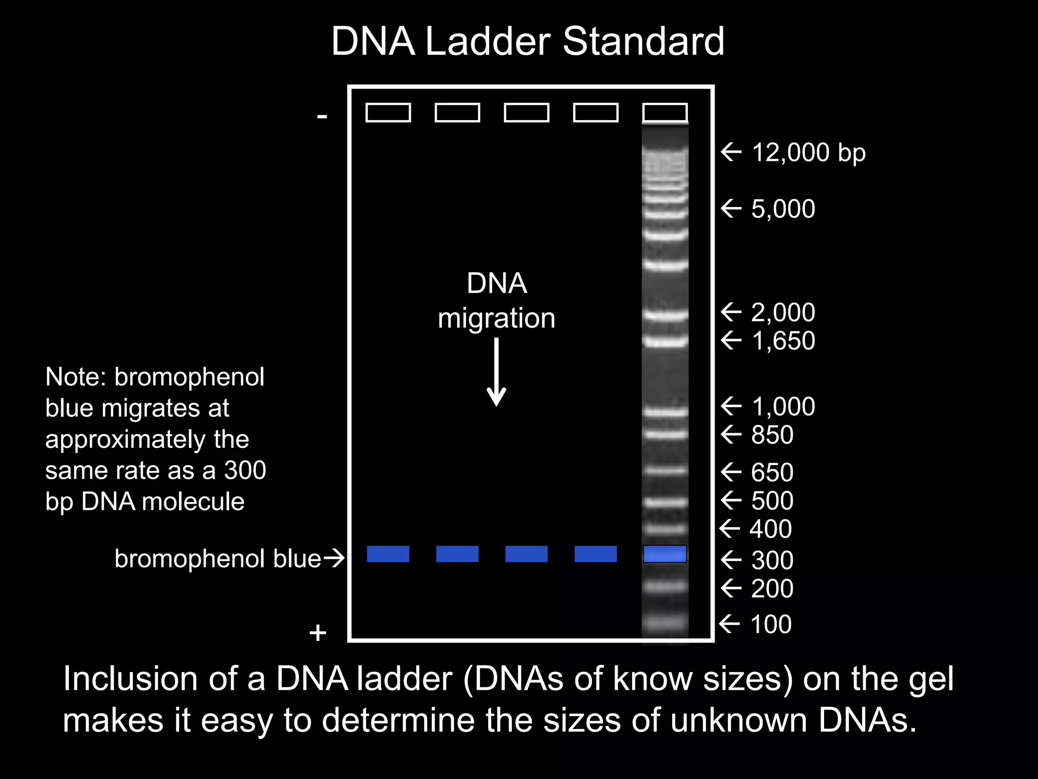 Agarose gel electrophoresis | PPT