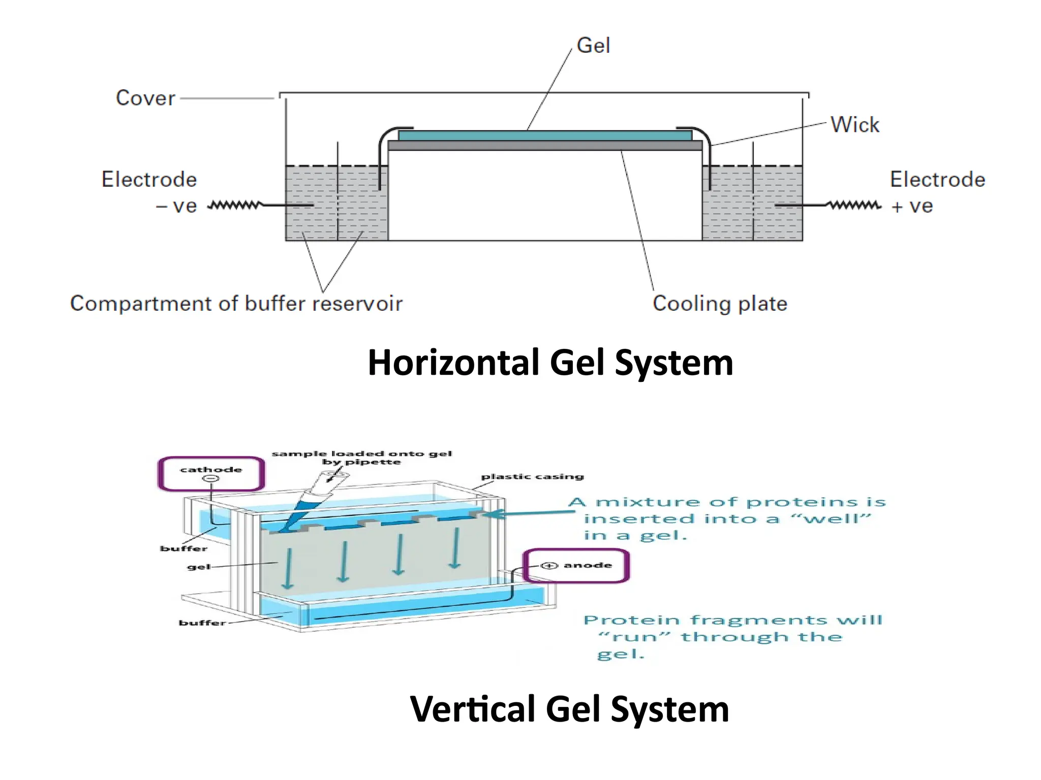 Agarose gel electrophoresis by Swapnil Anand.pptx