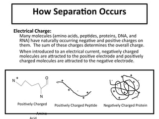 Agarose gel electrophoresis by Swapnil Anand.pptx