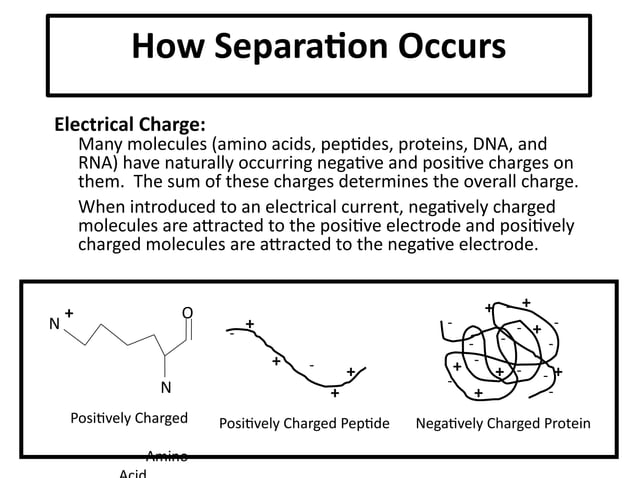 Agarose gel electrophoresis by Swapnil Anand.pptx