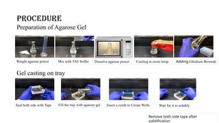 Agarose Gel Electrophoresis , Complete laboratorycal procedure explain ...