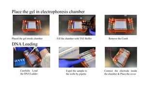 Agarose Gel Electrophoresis , Complete laboratorycal procedure explain ...