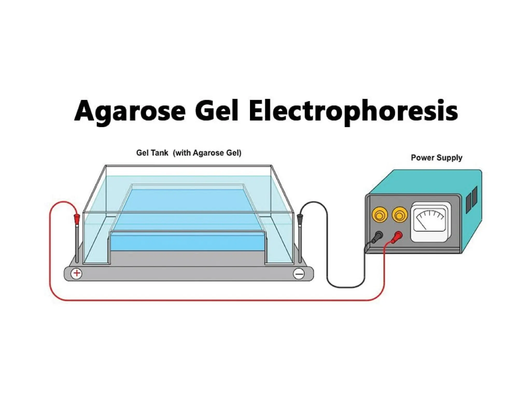 Agarose gel electrophoresis for basic molecular biology experiments | PPT