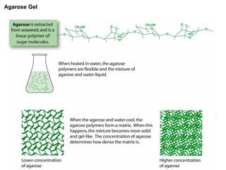 Agarose gel electrophoresis for basic molecular biology experiments | PPT