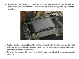 Protocols of DNA Agarose gel electrophoresis | PPTX