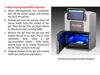 Protocols of DNA Agarose gel electrophoresis | PPTX