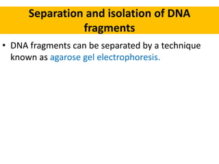 Agarose gel electrophoresis, isolation of DNA and PCR reaction ...