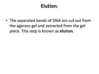 Agarose gel electrophoresis, isolation of DNA and PCR reaction ...