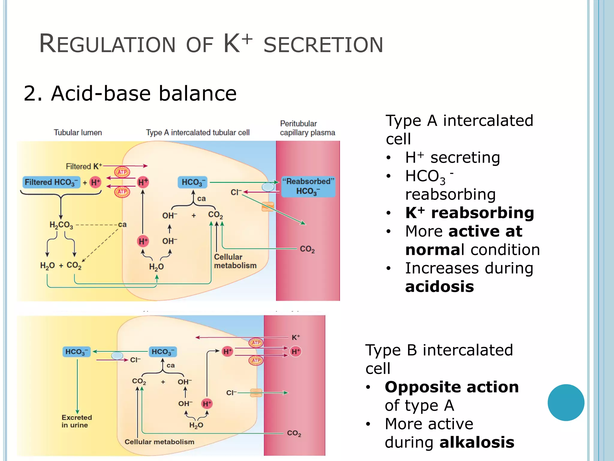 Renal system potassium and urea handling by Agasi | PDF