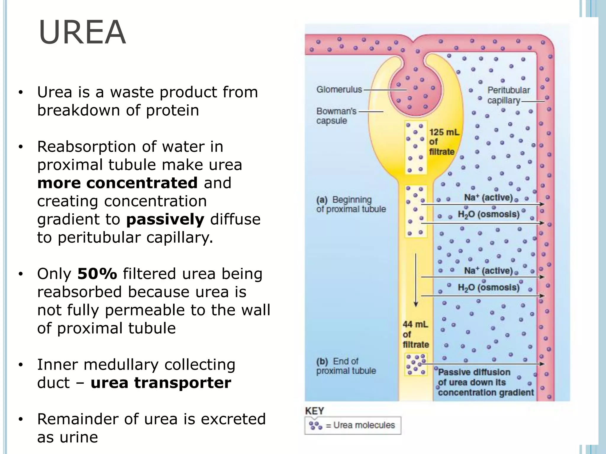 Renal system potassium and urea handling by Agasi | PDF