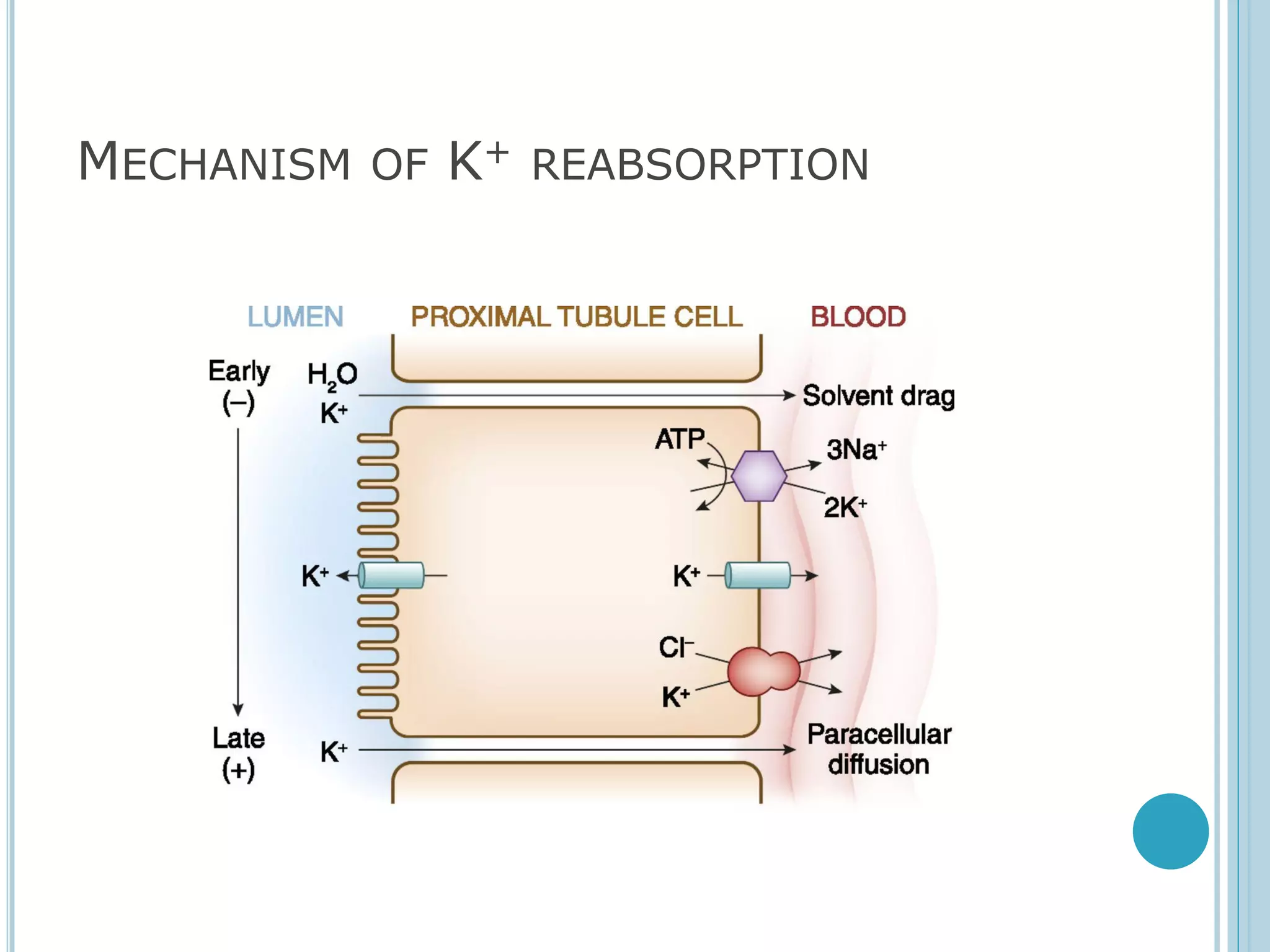 Renal system potassium and urea handling by Agasi | PDF