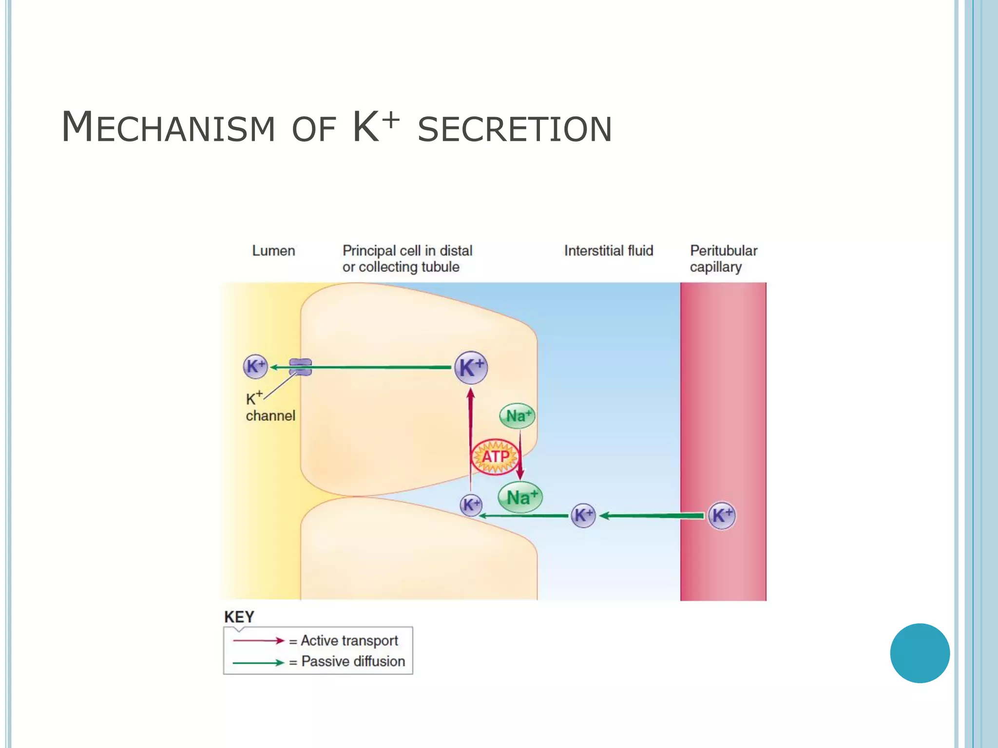 Renal system potassium and urea handling by Agasi | PDF