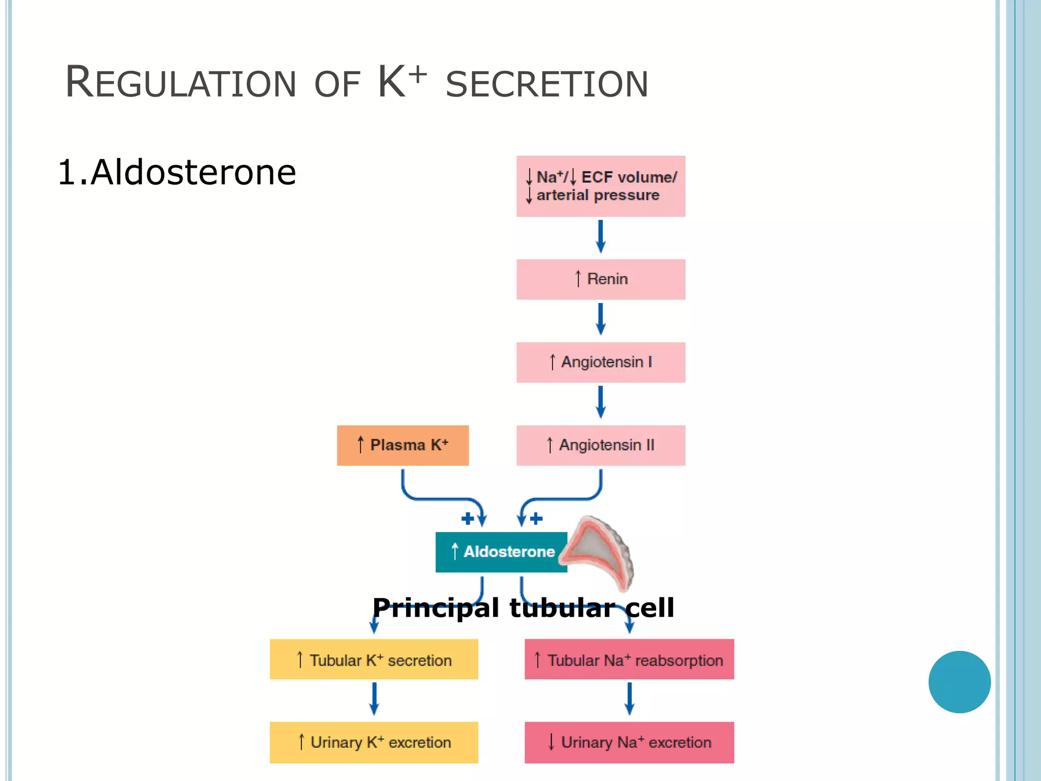 Renal system potassium and urea handling by Agasi | PDF