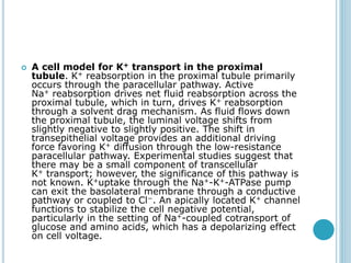 Renal system potassium and urea handling by Agasi | PDF