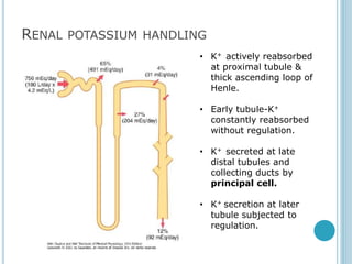 Renal system potassium and urea handling by Agasi | PDF