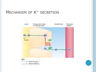 Renal system potassium and urea handling by Agasi | PDF